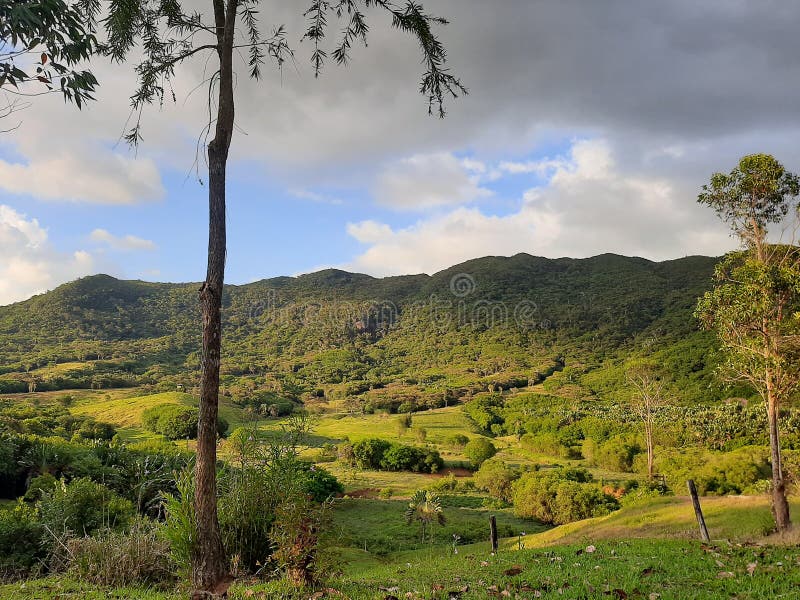 Nature Forest Mauritius stock photo. Image of trees - 174169562