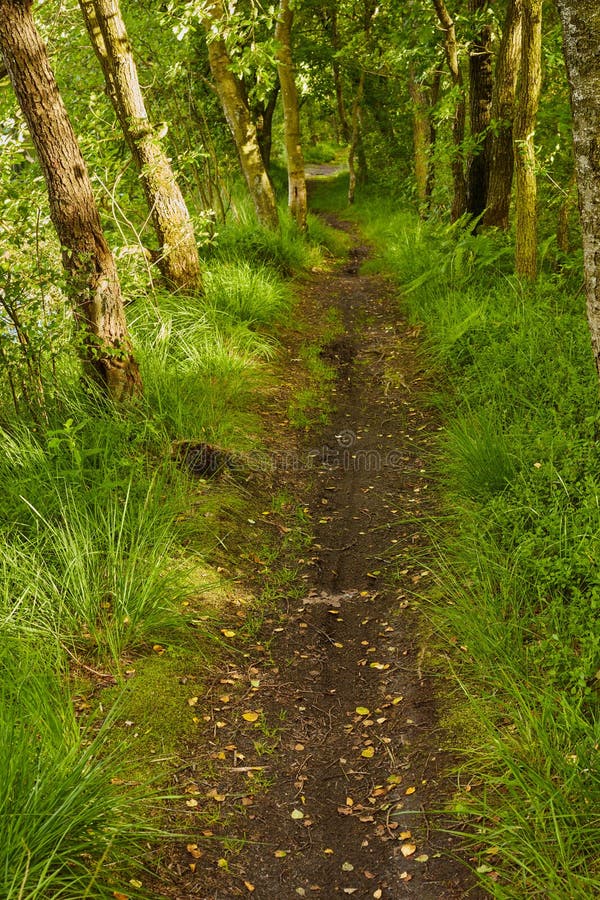 Nature, Forest and Path with Trees in Denmark for Environment ...