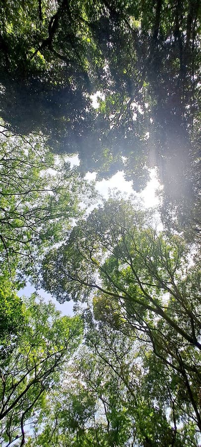 Nature Forest Plant Tree Generic Vegetaion Stock Image - Image of ...