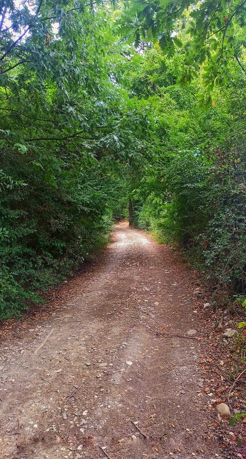 Nature Forest Road Footpath Dirt Road Stock Image - Image of road, dirt ...