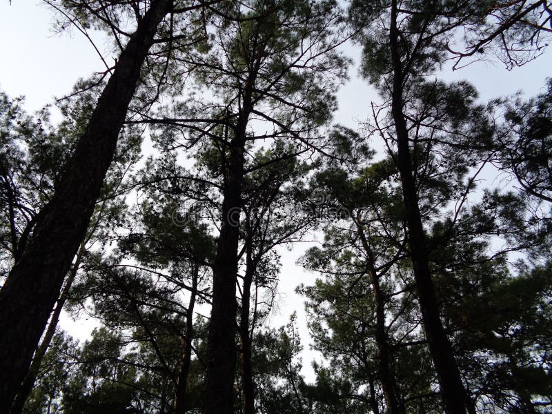 Forest scene - pine tree stock photo. Image of scene - 129450682