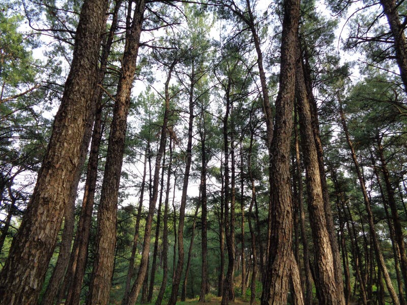 Forest scene - pine tree stock photo. Image of beauty - 129453982