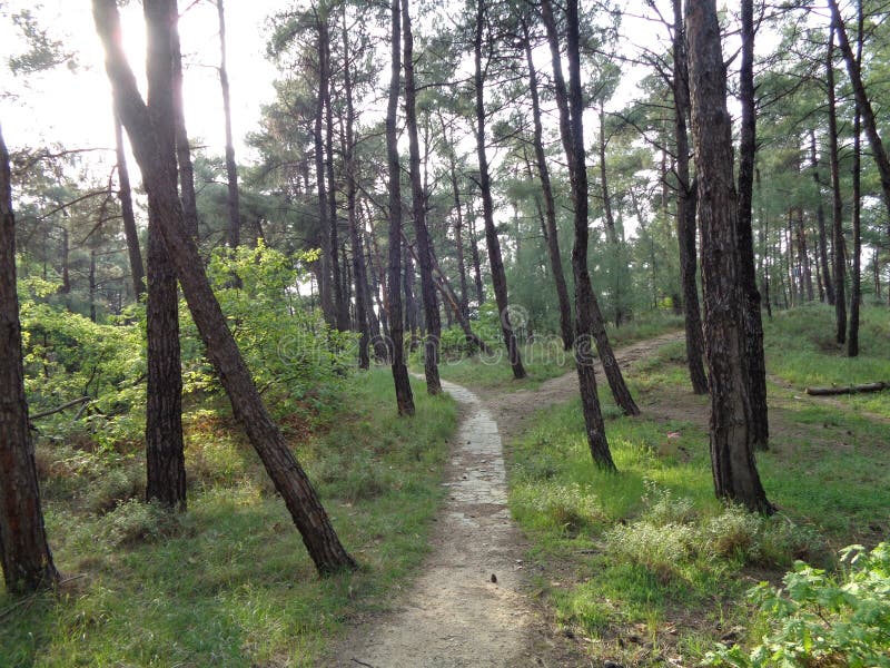 Forest scene - pine tree stock image. Image of plant - 129454063