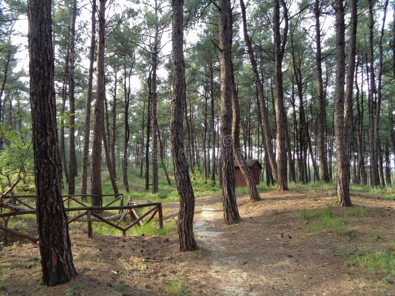 Forest scene - pine tree stock photo. Image of pine - 129454596