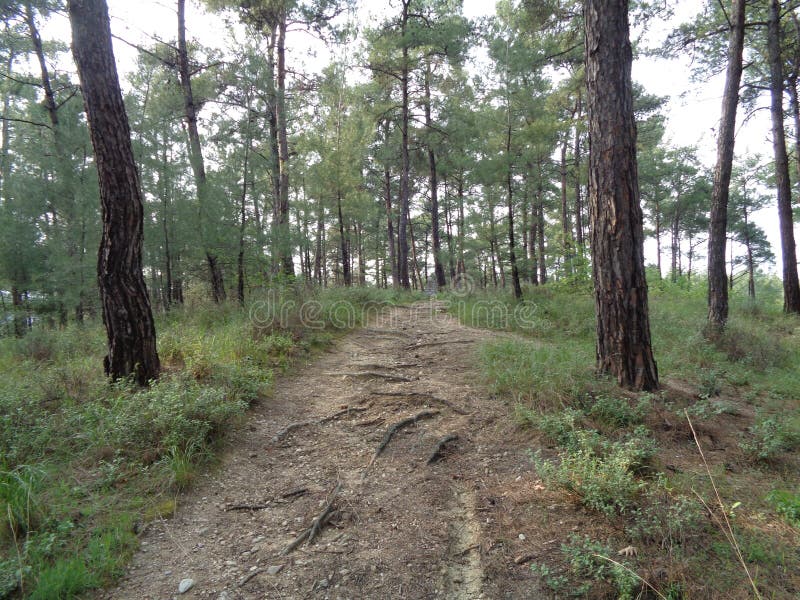 Forest scene - pine tree stock photo. Image of foliage - 129455772