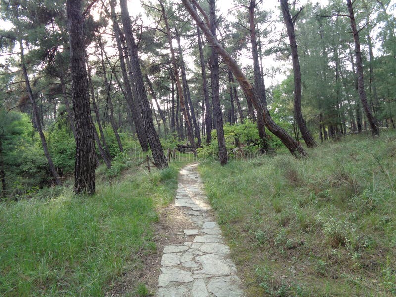 Forest scene - pine tree stock photo. Image of season - 129455834