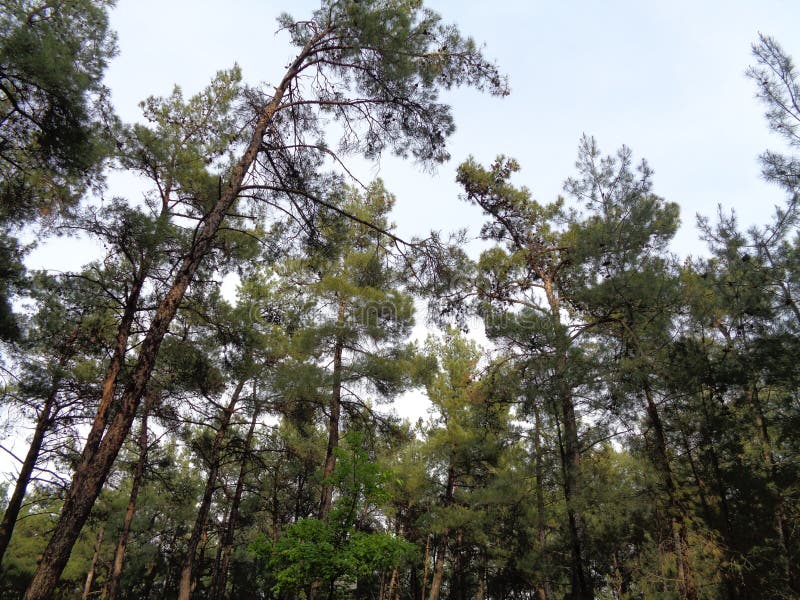 Forest scene - pine tree stock image. Image of sunlight - 129457549