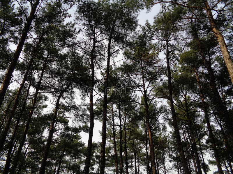 Forest scene - pine tree stock image. Image of beautiful - 129457773