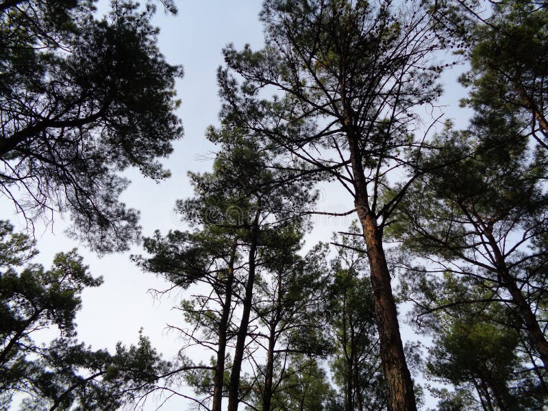 Forest scene - pine tree stock image. Image of natural - 129458271