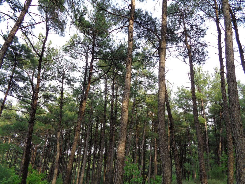 Forest scene - pine tree stock image. Image of flora - 129459531