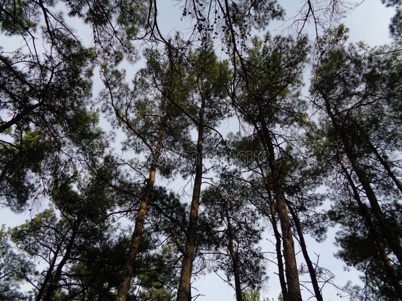 Forest scene - pine tree stock image. Image of foliage - 129459527