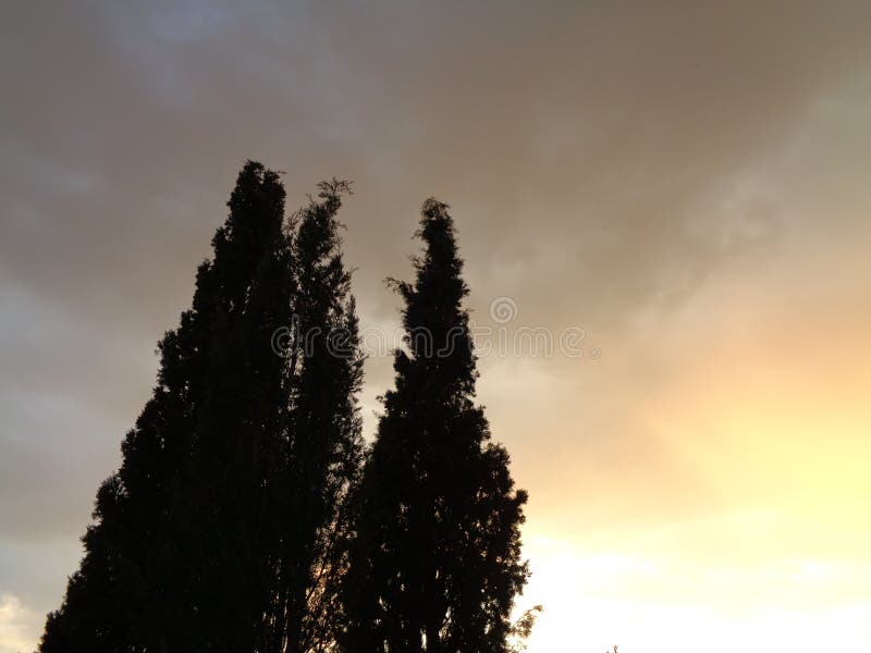 Forest Scene - Tree Branch Bacground Sky Stock Image - Image of ...
