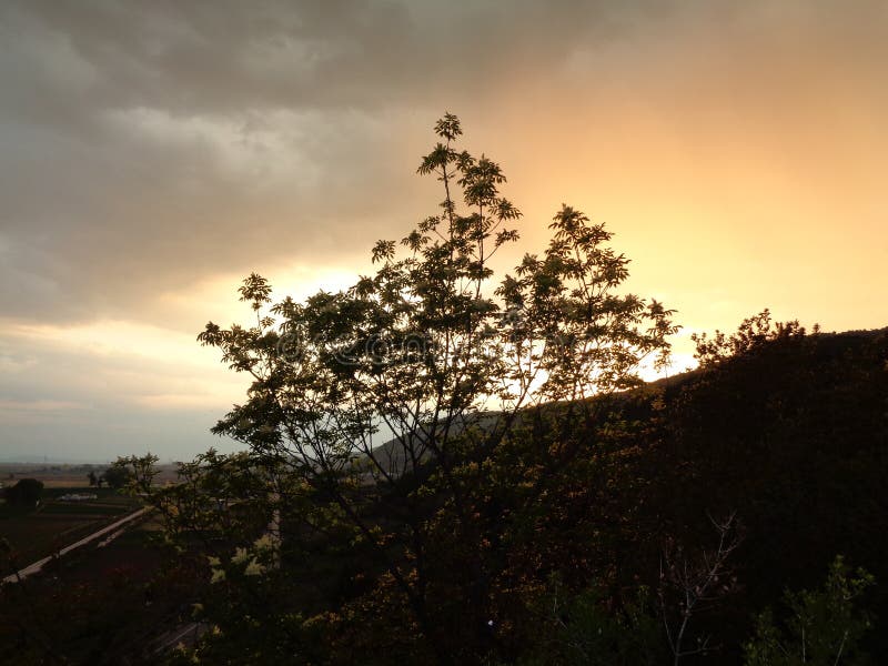 Forest Scene - Tree Branch Bacground Sky Stock Image - Image of ...