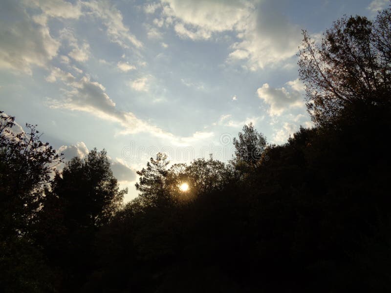 Forest scene - tree scene stock image. Image of beauty - 129479847