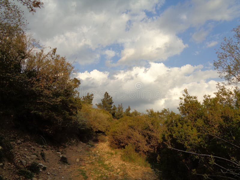 Forest scene - tree scene stock photo. Image of colorful - 129480252