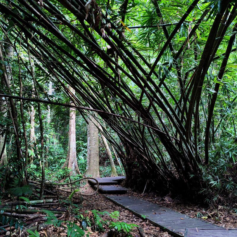 Bamboo ride track stock photo. Image of bamboo, tracks - 237336880