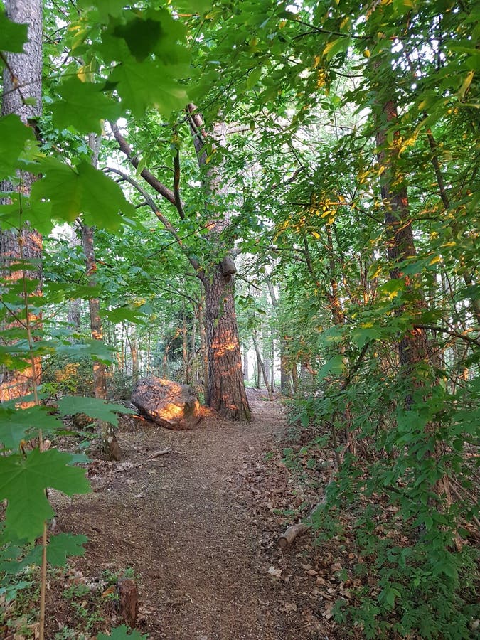 Nature Forest Trail Morning Sun Stock Photo - Image of morning, trail ...