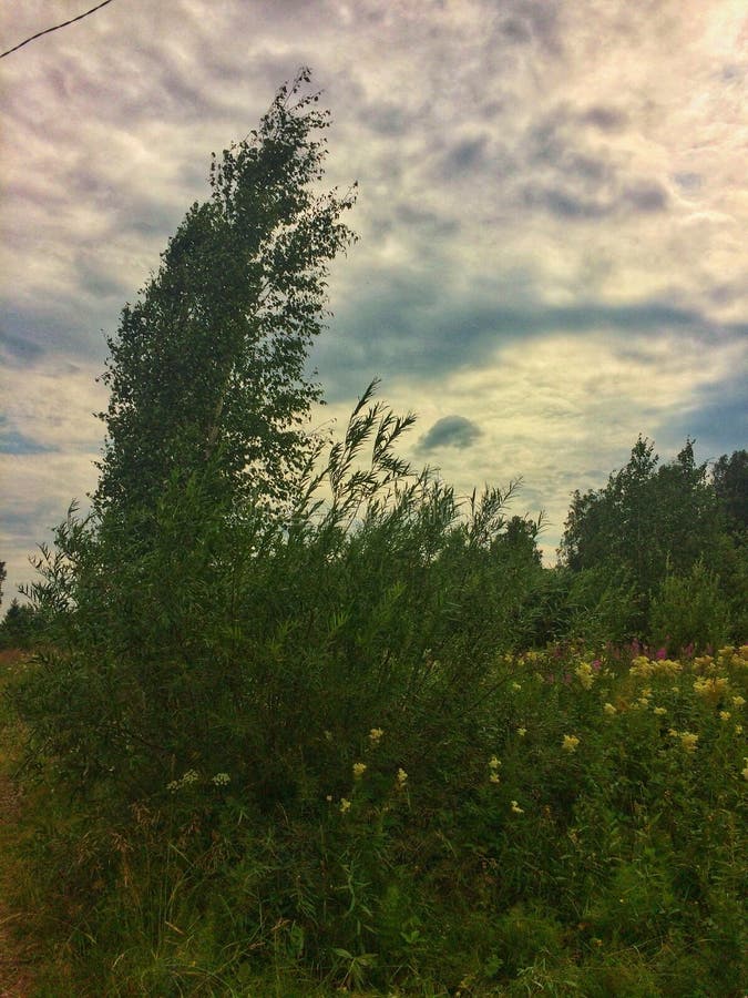 Windy day landscapes stock photo. Image of landscapes - 121628364