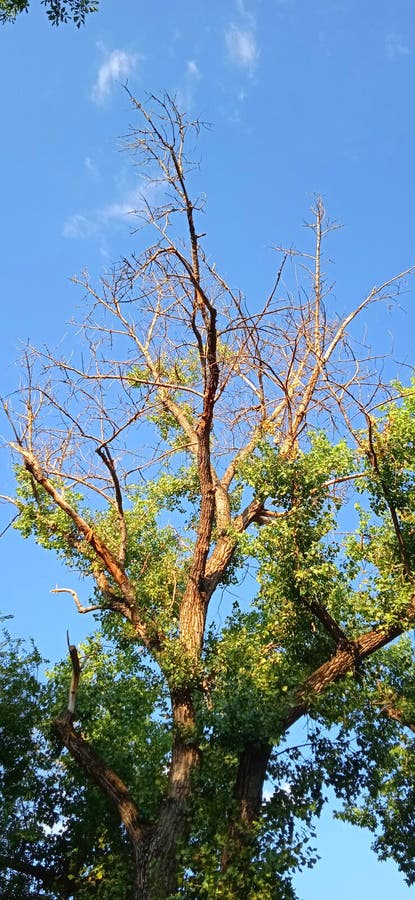 Nature Forest, Trees Bright Sunny Day Stock Image - Image of nature ...