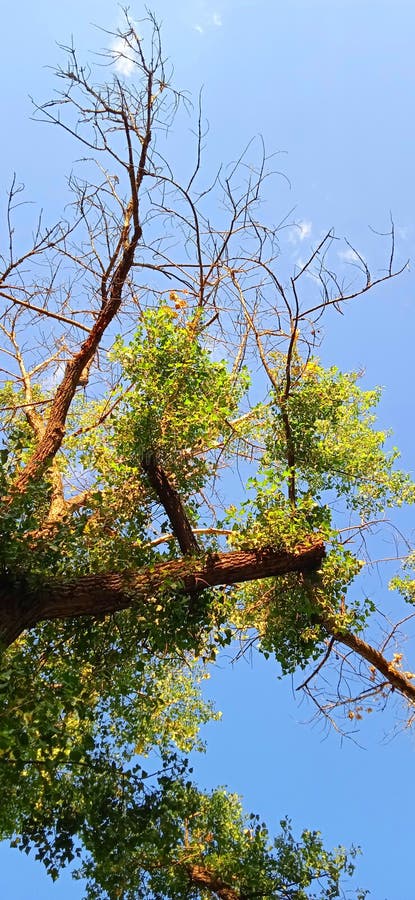 Nature Forest, Trees Bright Sunny Day Stock Image - Image of nature ...