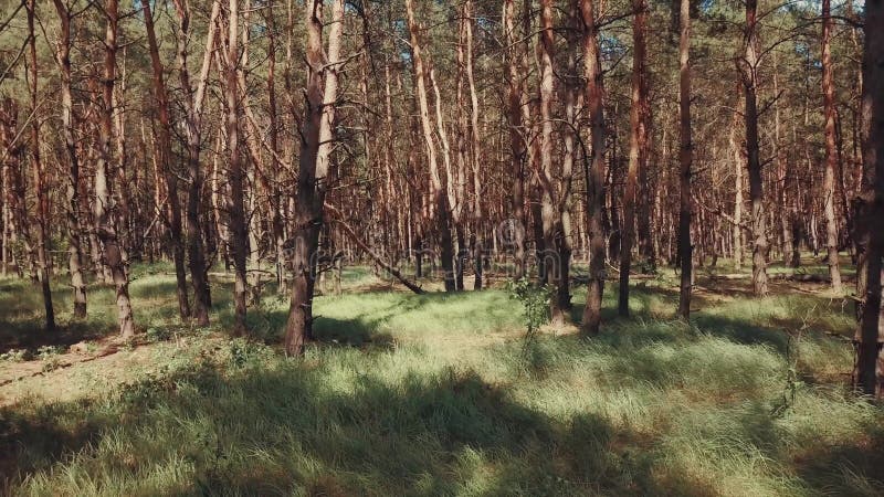 Nature Forest Trees Scenery Peaceful Stock Footage - Video of landscape ...