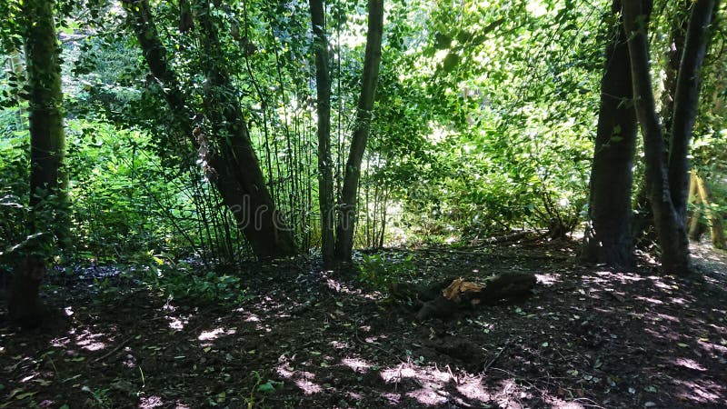 Nature Forest Wild Trees and Plants Stock Image - Image of forest ...