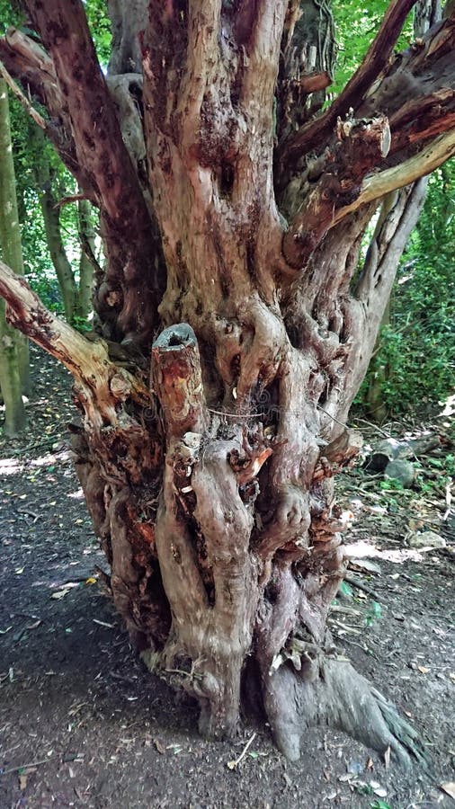 Nature Forest Wild Trees and Plants Stock Photo - Image of trees, wild ...