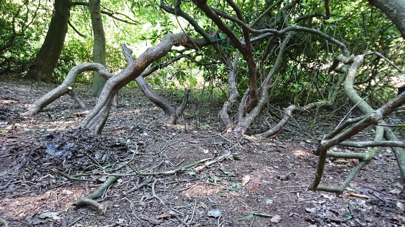 Nature Forest Wild Trees and Plants Stock Photo - Image of plants, wild ...