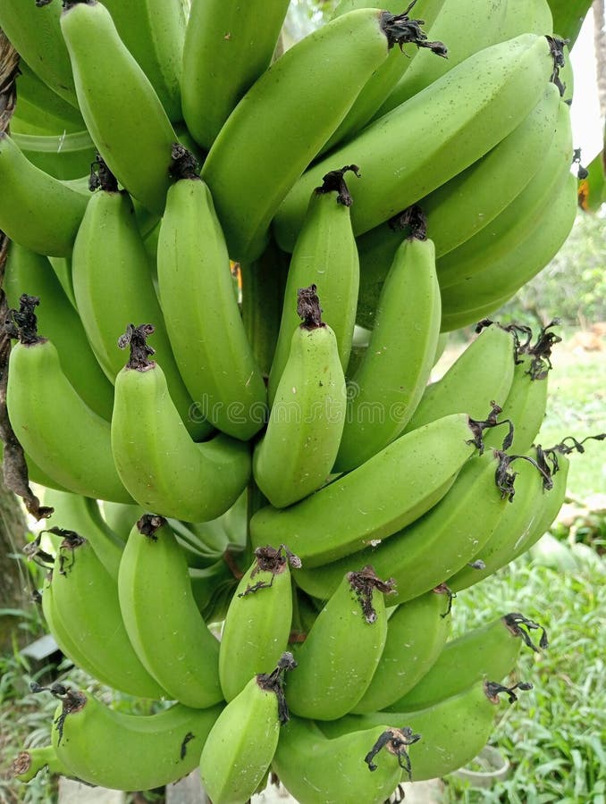 Nature Fresh Banana on Tree with Fruit Stock Photo - Image of fresh ...