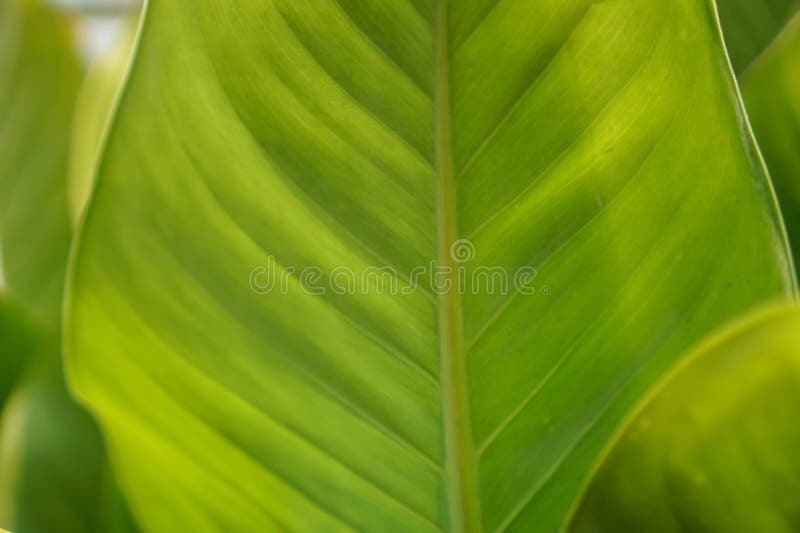 Nature Fresh Green Leaf Background Shallow Depth of Field Stock Photo ...