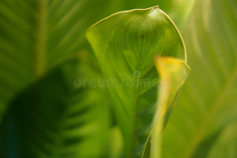Nature Fresh Green Leaf Background Shallow Depth of Field Stock Image ...