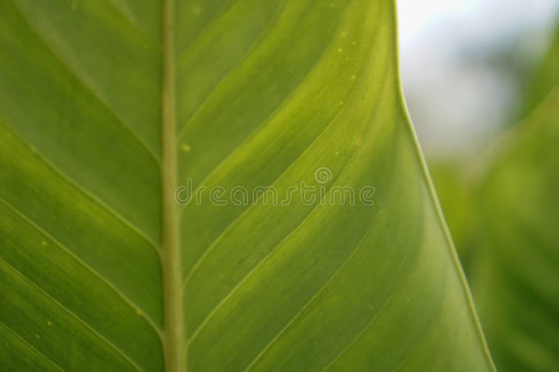 Nature Fresh Green Leaf Background Shallow Depth of Field Stock Photo ...