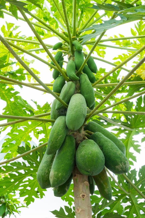 Nature fresh green papaya stock image. Image of vegetable - 89210319