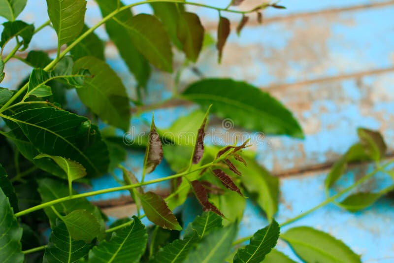 Nature Fresh Neem on Old Blue Wooden. Stock Image - Image of imposing ...