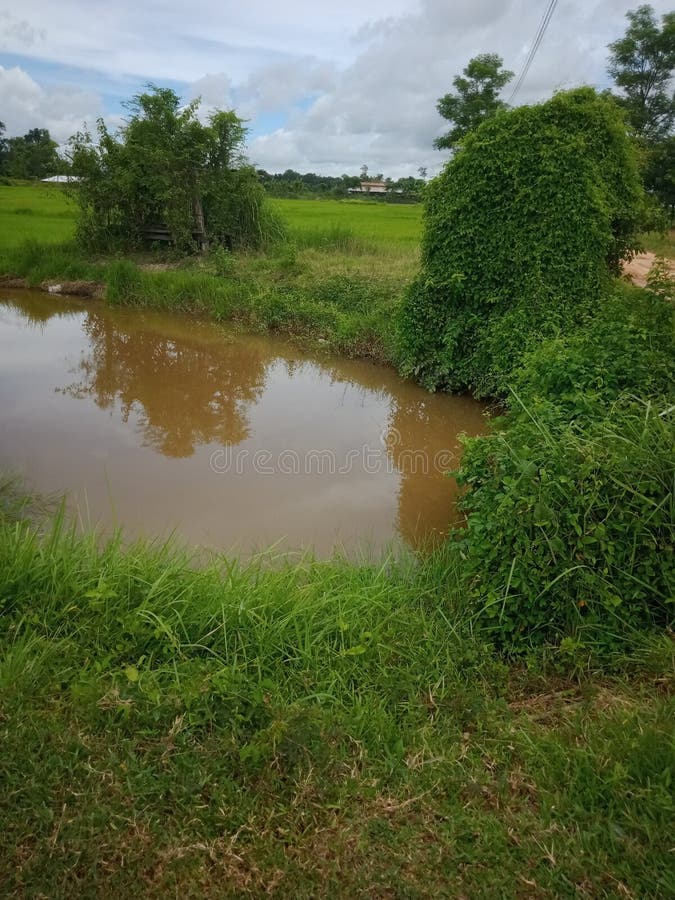 Nature Garden Beautiful Everyday Stock Photo - Image of lawn, water ...