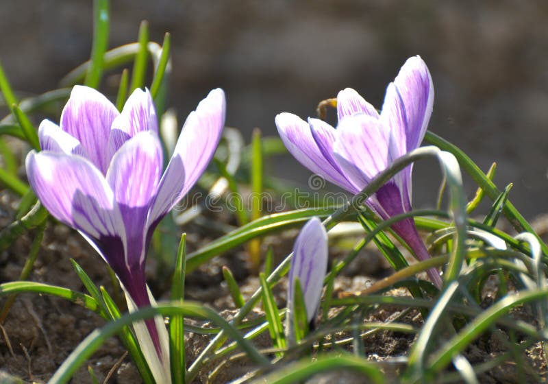 In Nature, Crocuses Bloom in Spring Stock Image - Image of blossom ...