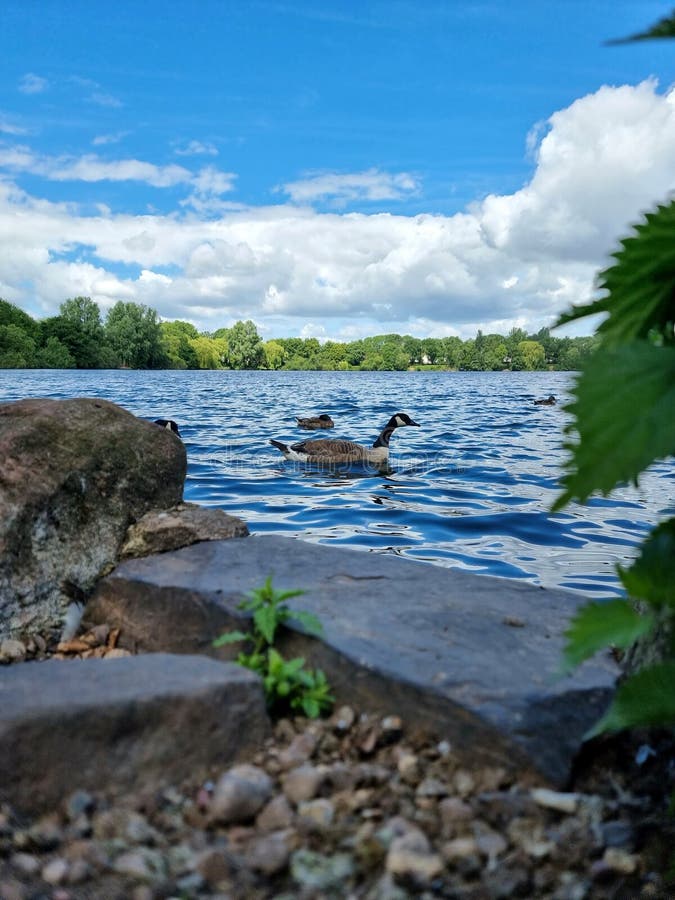Nature Geese on Lake Blue Skys Stock Image - Image of leaf, forest ...