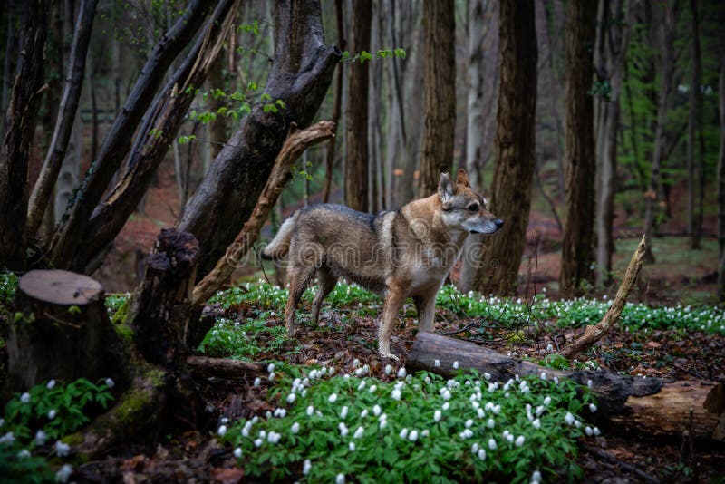 Nature German Forests in Spring Stock Photo - Image of blooming, moss ...