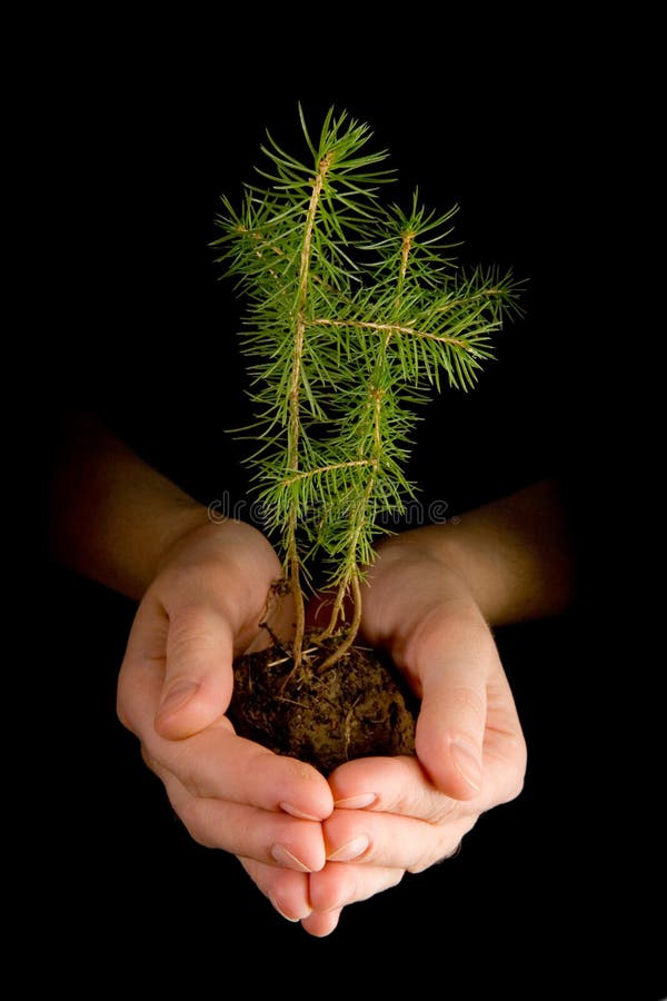 Nature gift stock photo. Image of environment, human, life - 9143964