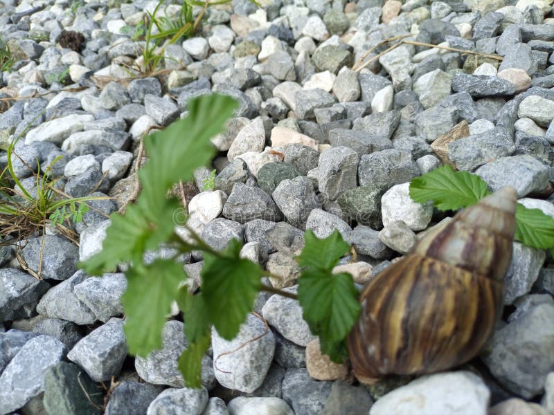 Nature give stock photo. Image of give, nature, flower - 226820124