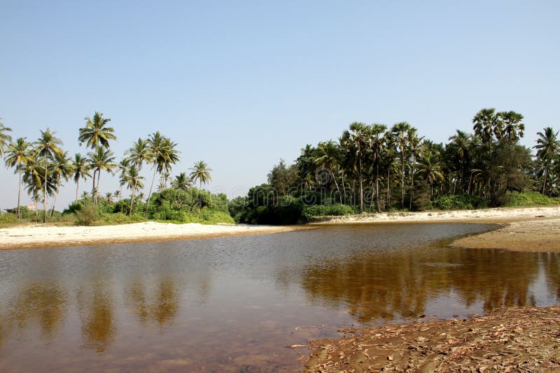 Nature on GOA stock photo. Image of palms, india, shake - 50751310