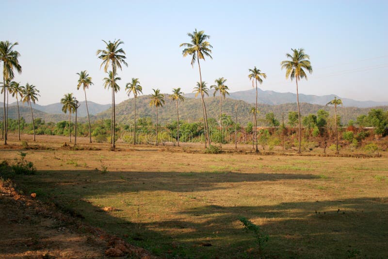 Nature of Goa stock image. Image of plantation, garden - 69197221