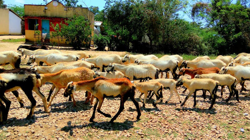 Nature stock photo. Image of lives, goat, earth, mobileclick - 88399918