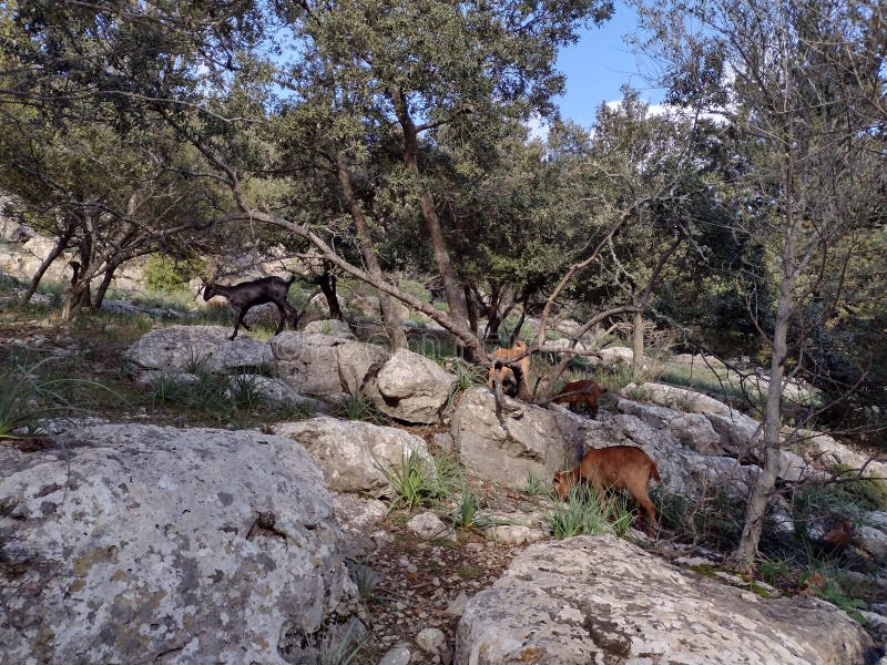 Nature Goats Trees Rocks Wildlife Stock Photo - Image of tree, trail ...