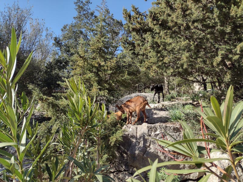 Nature Goats Trees Rocks Wildlife Stock Image - Image of rock, ridge ...