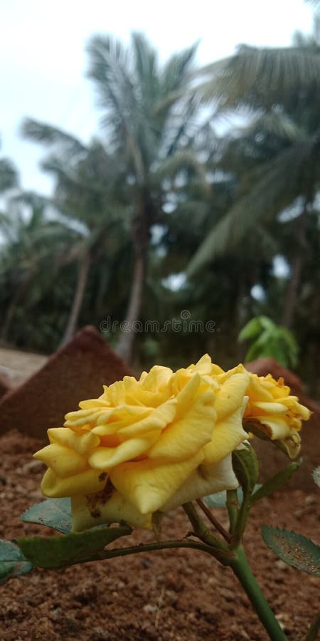 25days Stock Photos - Free & Royalty-Free Stock Photos from Dreamstime