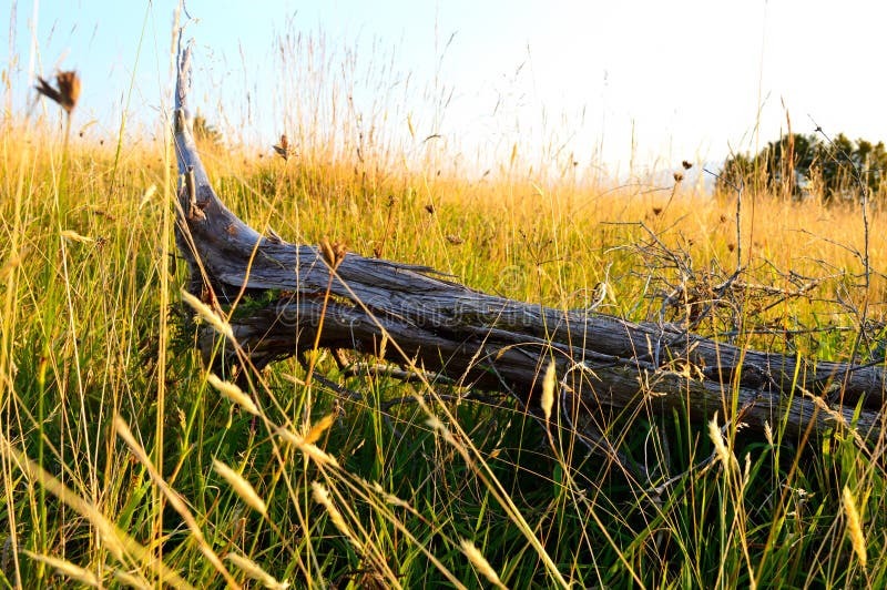 Nature gold landscape stock image. Image of color, gold - 58762463