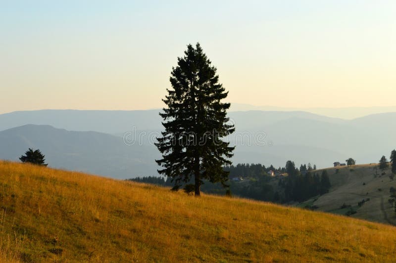 Nature gold landscape stock photo. Image of colorful - 58762616