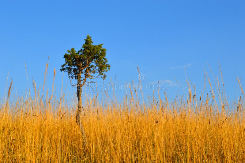 Nature gold landscape stock photo. Image of landscape - 58762258