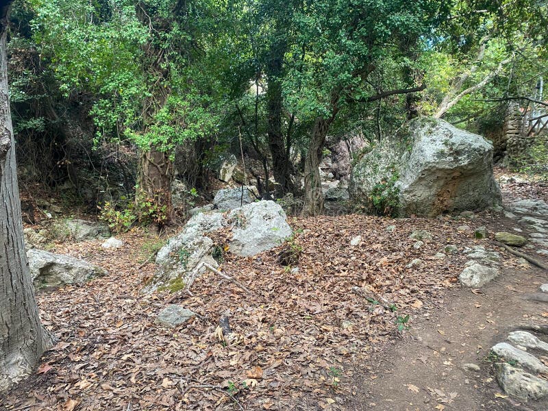 Nature in the Gorge. Forest. Trees. Stones Stock Photo - Image of ...